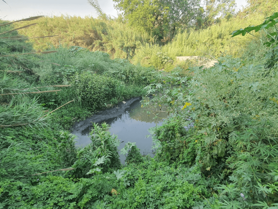 Chalo Chalein: Learning from the urban ecology of Chandigarh - Question ...