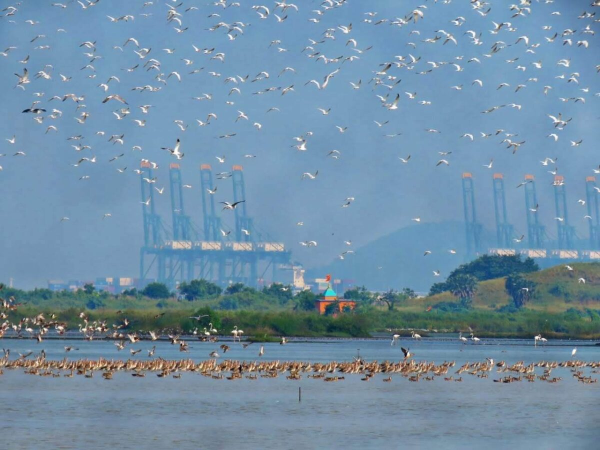 How Navi Mumbai developed into an urban jungle edging out nature ...