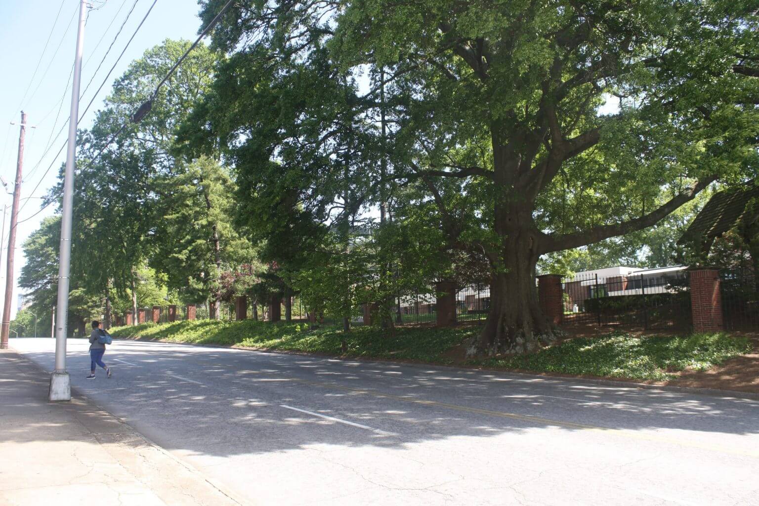 A new tree ethic: What if trees really mattered? - Question of Cities