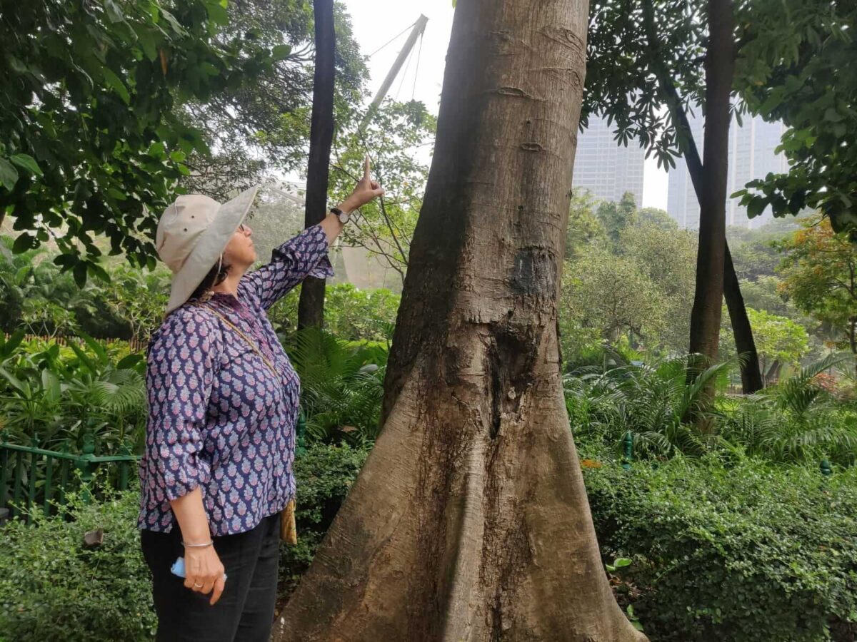 Walking through a green Mumbai, meeting special and rare trees ...