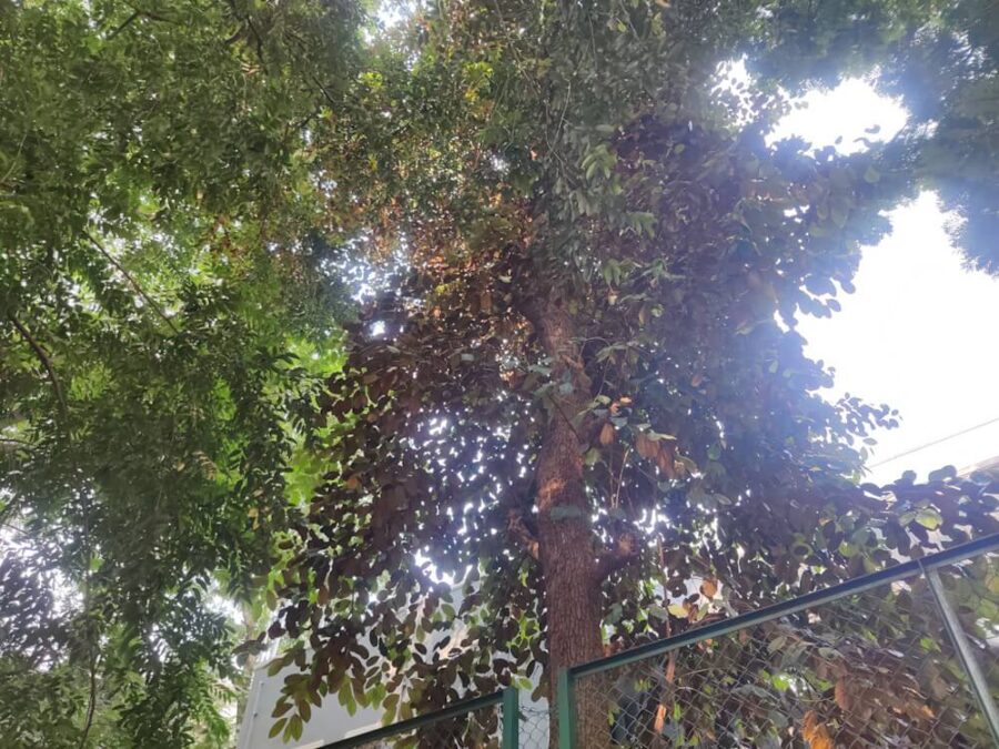 Walking through a green Mumbai, meeting special and rare trees ...